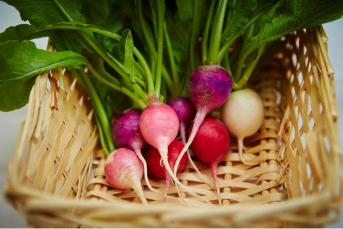 Sowing, Growing, + Harvesting Turnips – Seeds 'n Such